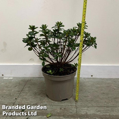 Azalea Snow Pearl 3 Litre Potted Plant x 1