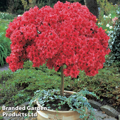 Azalea Standard Japanese Red 2 Litre Potted Plant x 1 | DIY at B&Q