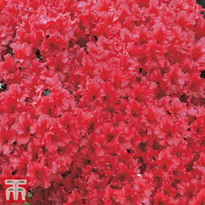 Azalea Standard Tree 'Japanese Red' - 2 Litre Potted Plant x 1 - Hardy ...