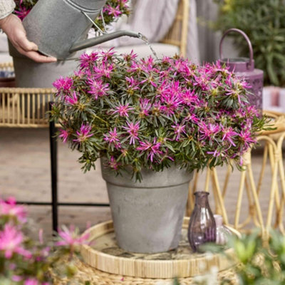 Azalea Starstyle Lilac 10.5cm Potted Plant x 1 | DIY at B&Q