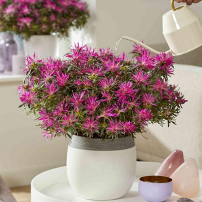 Azalea Starstyle Lilac 3 Litre Potted Plant x 1