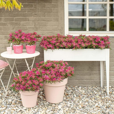 Azalea Starstyle Pink 10.5cm Potted Plant x 1