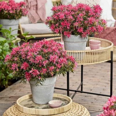 Azalea Starstyle Pink 10.5cm Potted Plant x 1