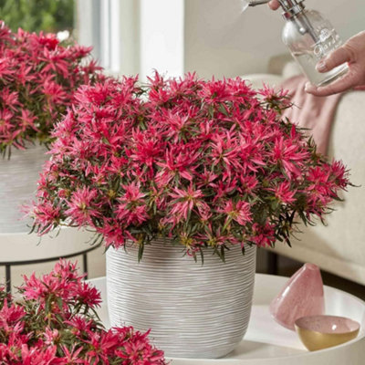Azalea Starstyle Pink 3 Litre Potted Plant x 1 | DIY at B&Q
