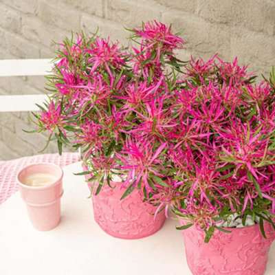 Azalea Starstyle Pink 3 Litre Potted Plant x 1