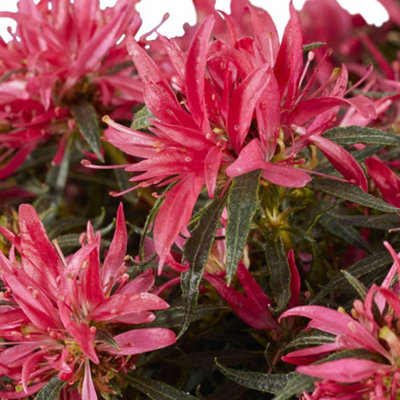 Azalea Starstyle Pink 3 Litre Potted Plant x 1