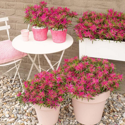Azalea Starstyle Pink 3 Litre Potted Plant x 1