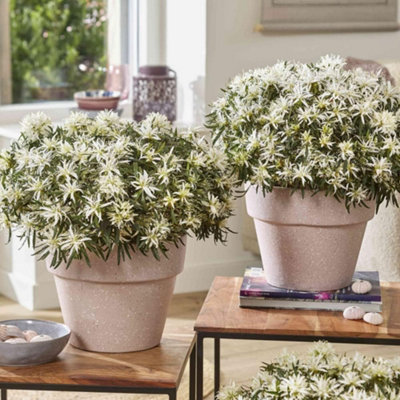 Azalea Starstyle White 10.5cm Potted Plant x 1 | DIY at B&Q