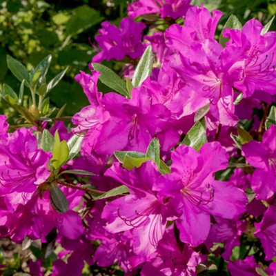 Azalea Wombat 3 Litre Potted Plant x 1