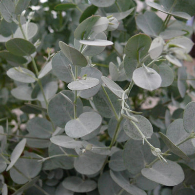 Azura Cider Gum Outdoor Shrub Plant Eucalyptus Gunnii 2L Pot 30cm Tree