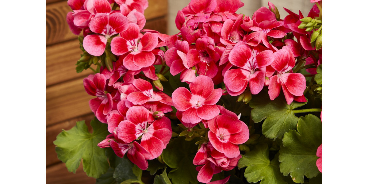 Bedding plant buying guide at B&Q