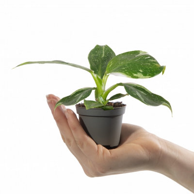 Baby Philodendron White Princess, Small Indoor House Plant for UK Homes ...
