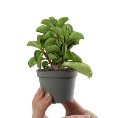 Baby Taco Plant, Peperomia Fire Sparks Small Indoor House Plant for UK ...