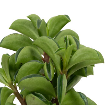 Baby Taco Plant, Peperomia Fire Sparks Small Indoor House Plant for UK ...