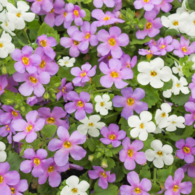 Bacopa Bluetopia & Snowtopia Mix plug x 12