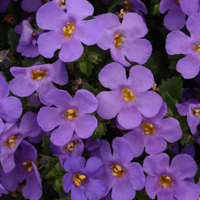 Bacopa Giant Blue in 9cm Pot - Trailing Variety - Ideal for Baskets ...