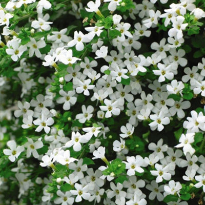 Bacopa Snowflake 1 PostiPlug Plant