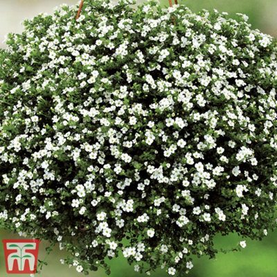 Bacopa Snowflake 5 postiPlug Plant