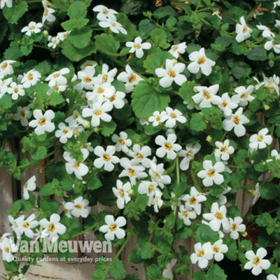 Bacopa Snowtopia 24 Plug Plants