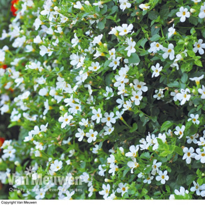 Bacopa Snowtopia 6 Plug Plants