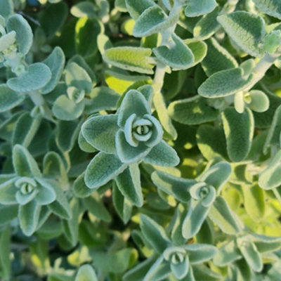 Ballota pseudodictamnus - False dittany, evergreen, drought tolerant ...