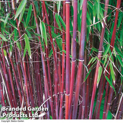 Bamboo Fargesia Asian Wonder 14cm Potted Plant x 2