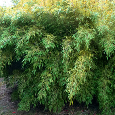 Bamboo Fargesia Rufa - Hardy Clumping Bamboo, Ideal for Privacy Screens ...