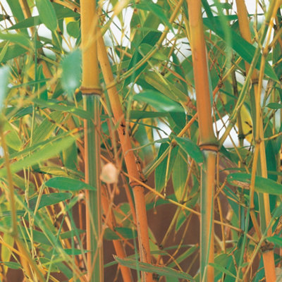 Bamboo Red Fountain 1 Litre Potted Plant x 1