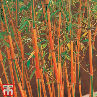 Bamboo Red Fountain 1 Litre Potted Plant x 1