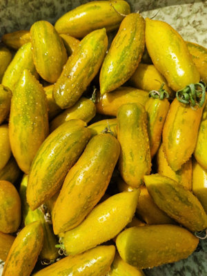 Banana Legs Tomato Seeds - 15 Fresh Seeds