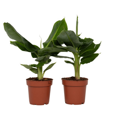 Banana Plant - 2 pcs. - Musa Oriental Dwarf - Height 25-40cm - Pot 12cm
