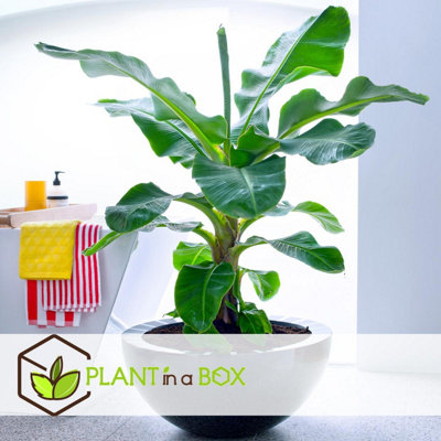 Banana Plant - 2 pcs. - Musa Oriental Dwarf - Height 25-40cm - Pot 12cm