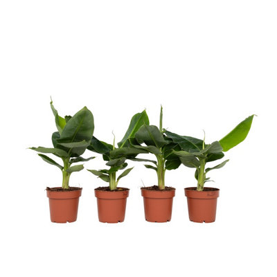 Banana Plant - 4 pcs. - Musa Oriental Dwarf - Height 25-40cm - Pot 12cm