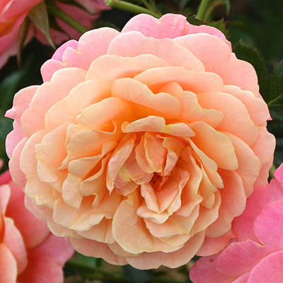 Bare Root Climbing Rose 'Peach Melba' Climbing Roses for Gardens | DIY ...