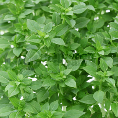 Basil Bush (10-20cm Height Including Pot) Garden Plant - Compact Size ...