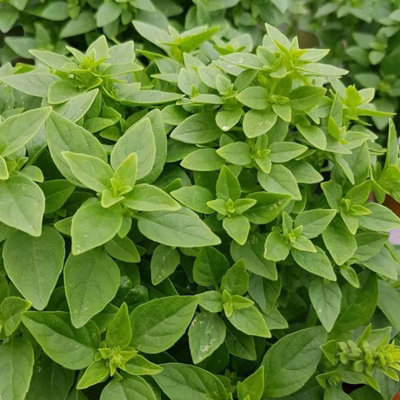 Basil Greek Herb Plant 2 x 13cm Pot - Easy to Grow Garden Ready ...