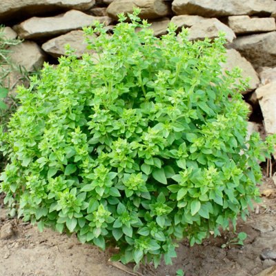 Basil Greek Herb Plant 3 x 9cm Pots - Easy to Grow Garden Ready ...