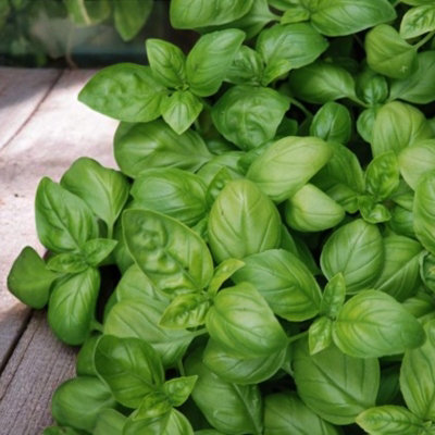 Basil Sweet Herb Plant 2 x 13cm Pot - Easy to Grow Garden Ready ...