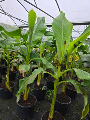 Basjoo Banana (Musa) Tree - 3Ltr Potted