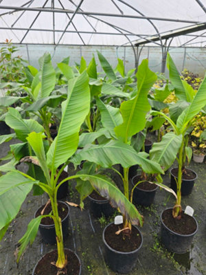 Basjoo Banana (Musa) Tree - 7Ltr Potted