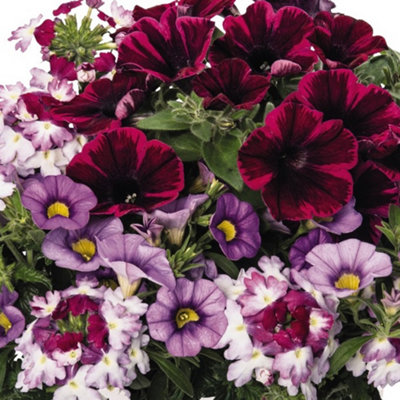Basket Plants - Trio Shocking Purple - Trio of Vibrant Purple Blooms ...