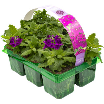 Basket Plants - Verbena Purple Velvet - 6 Pack of Rich Purple Blooms ...