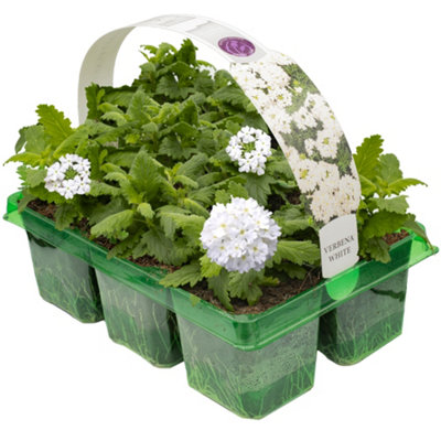 Basket Plants - Verbena White - 6 Pack of Elegant White Blooms for ...