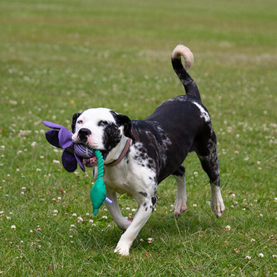 Battersea Flower Tug Dog Toy Multi-Textured
