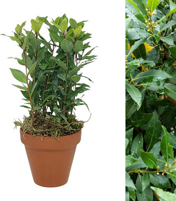Bay Laurel Herb Plant in 15cm Terracotta Pot Topped with Moss ...