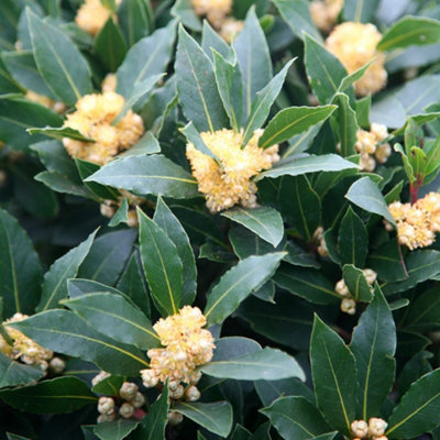 Bay Laurel Outdoor Shrub Plant Laurus Nobilis 3L Pot 60cm - 80cm