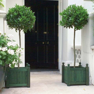 Bay Laurel Shrub Plant Laurus Nobilis 30cm Head Three Quarter Standard ...