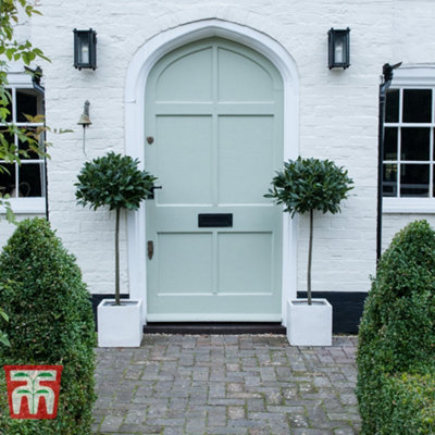 Bay Tree - 2 x 2 Litre Potted Plants (Standard - 70cm tall)