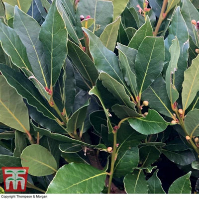 Bay Tree - 2 x 2 Litre Potted Plants (Standard - 70cm tall)