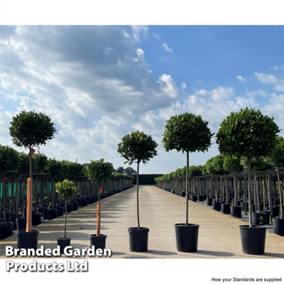 Bay Tree - 2 x 2 Litre Potted Plants (Standard - 70cm tall)